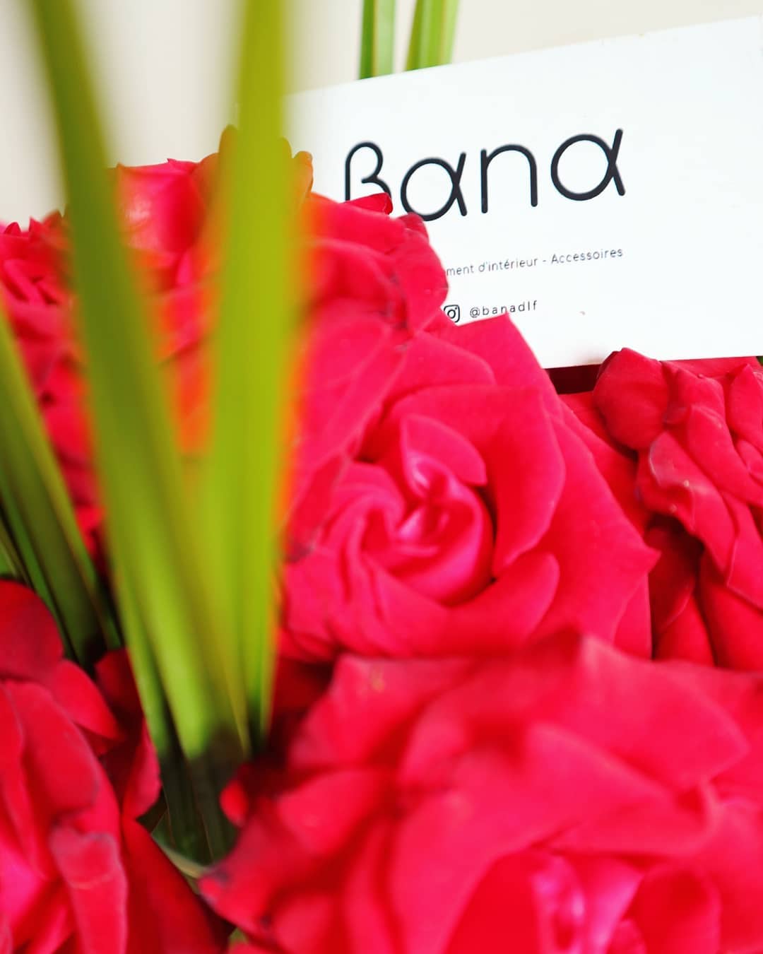 Nouveautés – Bana